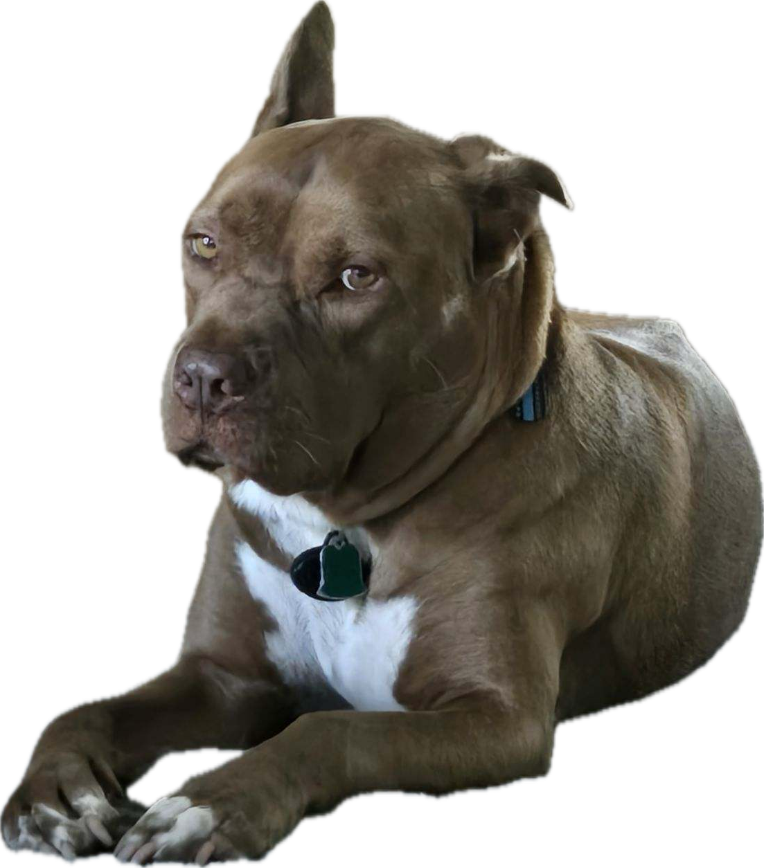 DAS - Domestic Animal Services - Adopt, Donate and Volunteer! - Paws in ...