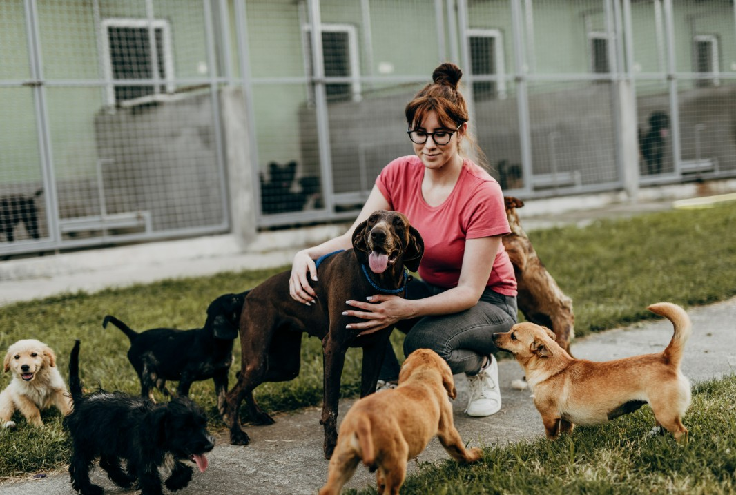 Pet Shelters and Adoptions in Southwest Florida - Paws in Paradise ...